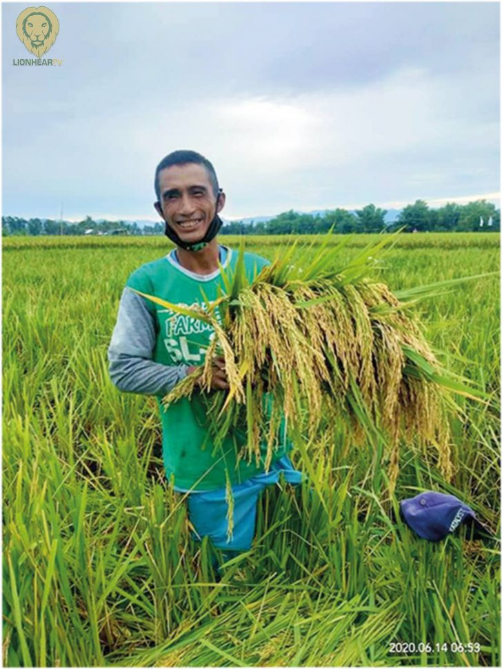 SL Agritech empowers local rice farmers, supports the country’s food ...